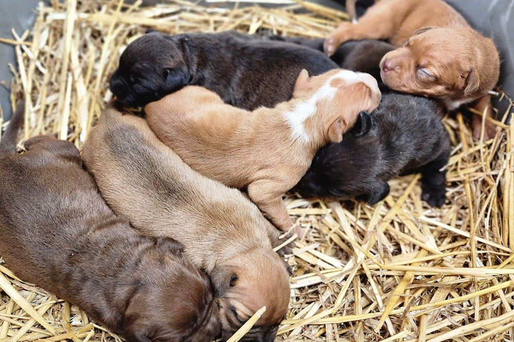 Nascar x Bonnie Rae Pups