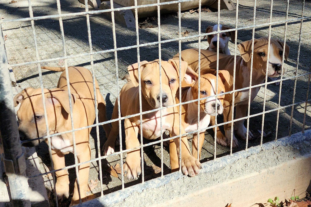 Nascar x Emma Rae Pups