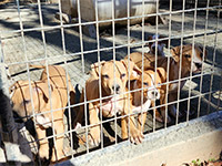 Tom Garner kennels - current pups