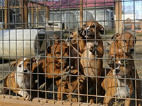 Tom Garner kennels - current pups