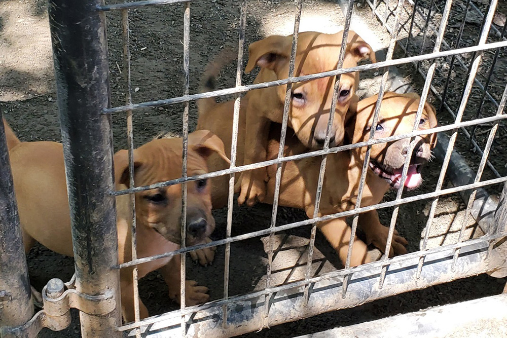 Garner's Nascar x Tia Pups - Tom Garner Kennels