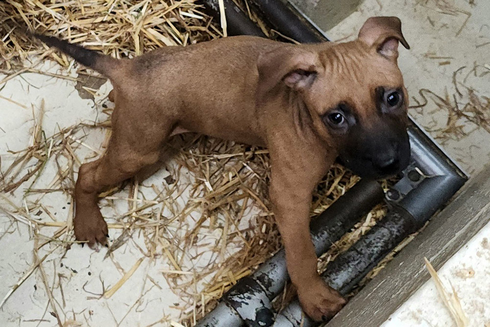 Nascar x Tommie Gee Pups