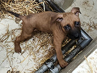 Tom Garner kennels - current pups