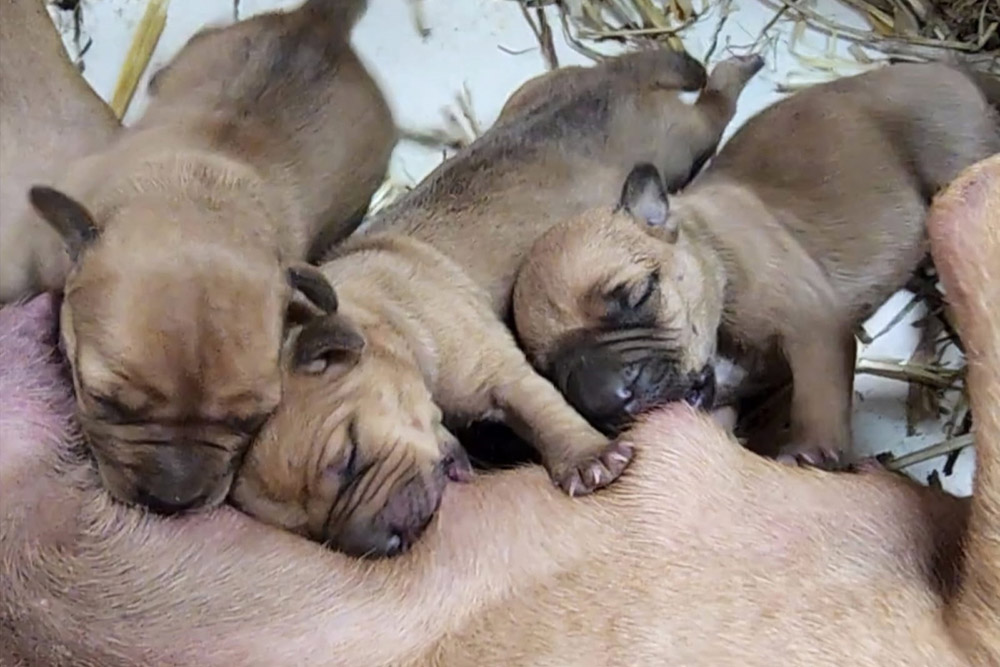 Ram xValentina Pups - Tom Garner Kennels