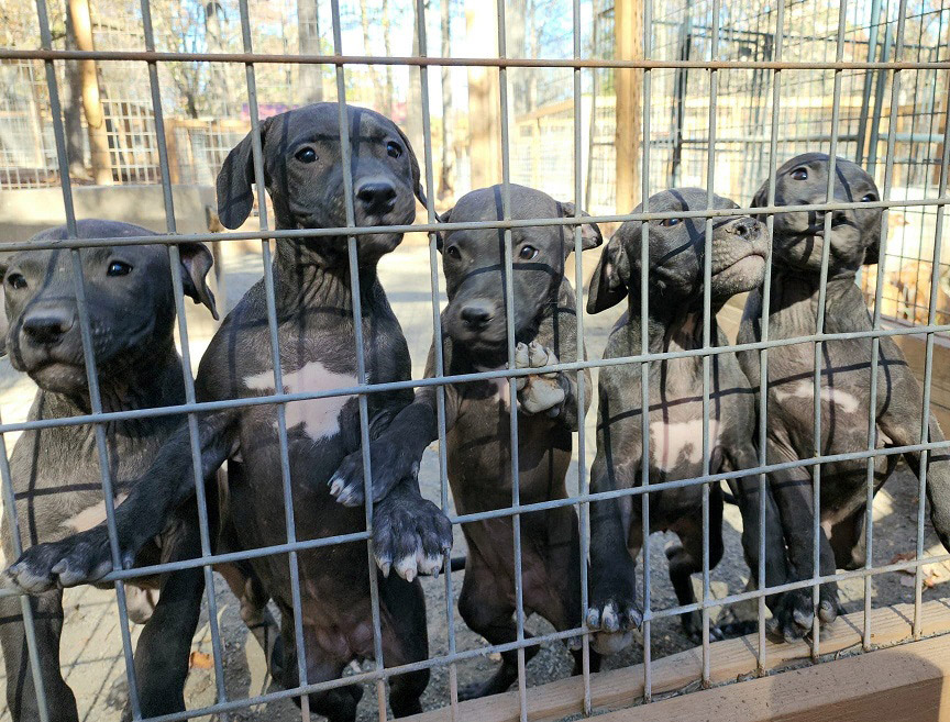 Ray Lewis x Bliss Pups