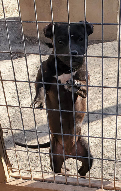 Ray Lewis x Bliss Pups