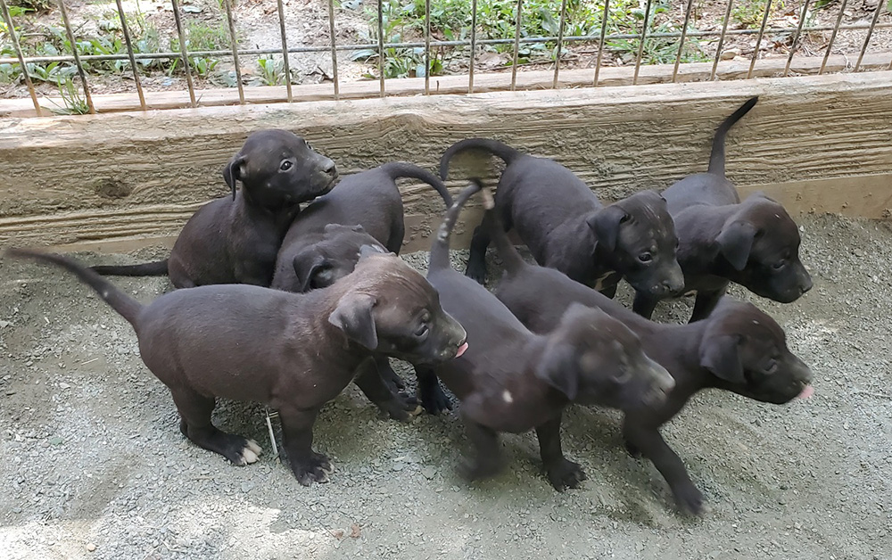 Ray Lewis x Calamity Jane Pups - Tom Garner Kennels