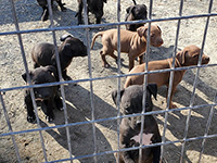 Ray Lewis x Claire Pups