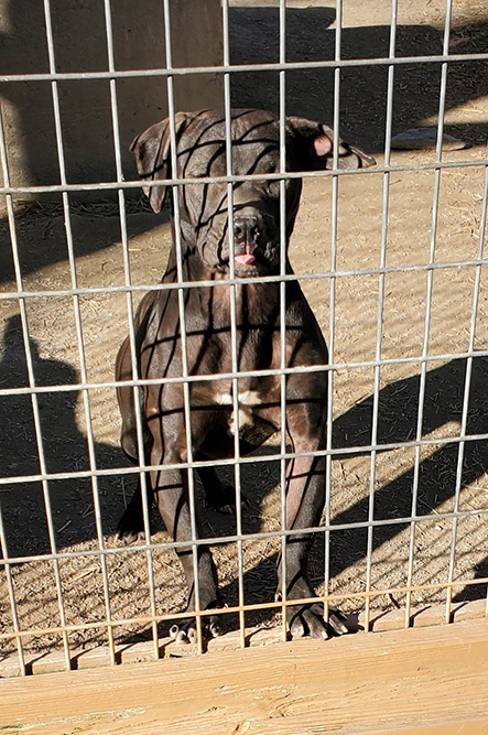 Ray Lewis x Kemilla Pups