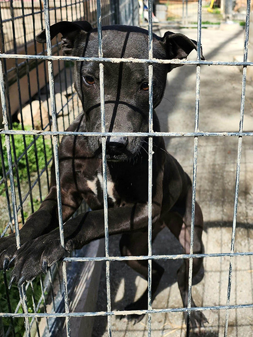 Ray Lewis x SuchaBeast Pups