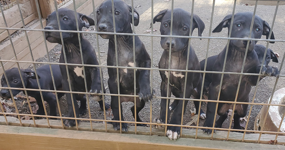 Ray Lewis x SuchaBeast Pups