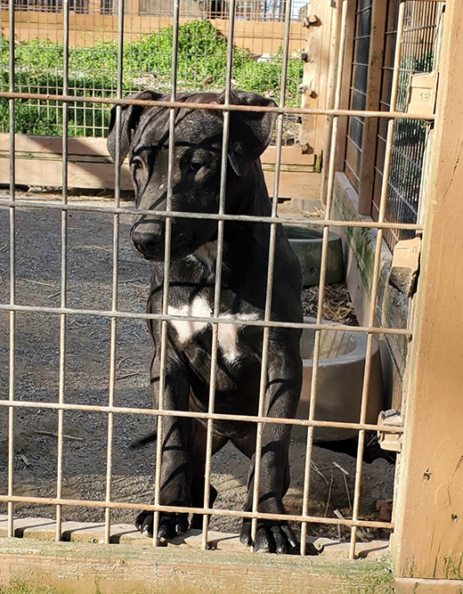 Razor x Miss Rosco II Pups