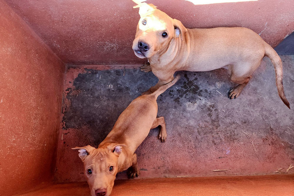 Garner's Redboy x Hollywood Pups