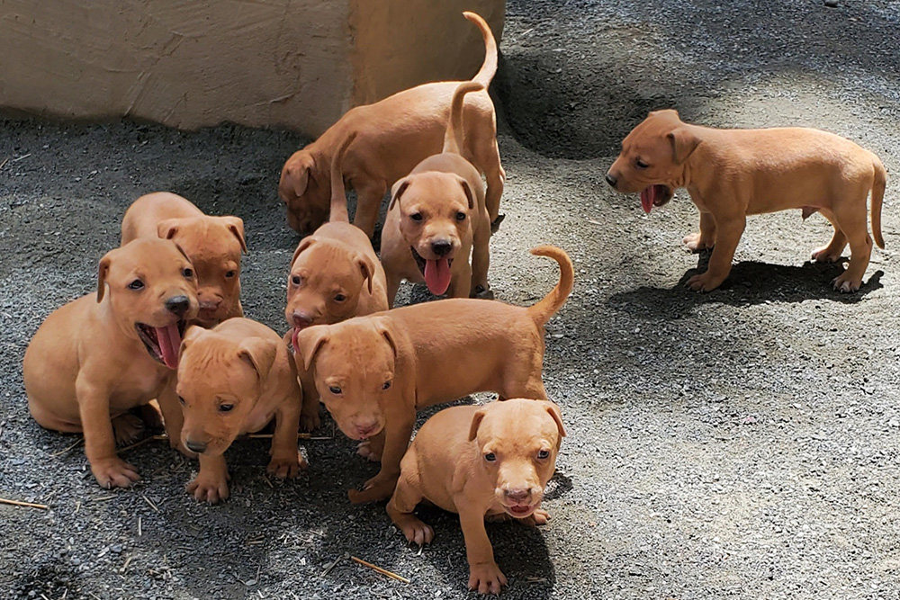 Redboy x Miss Ginger Pups
