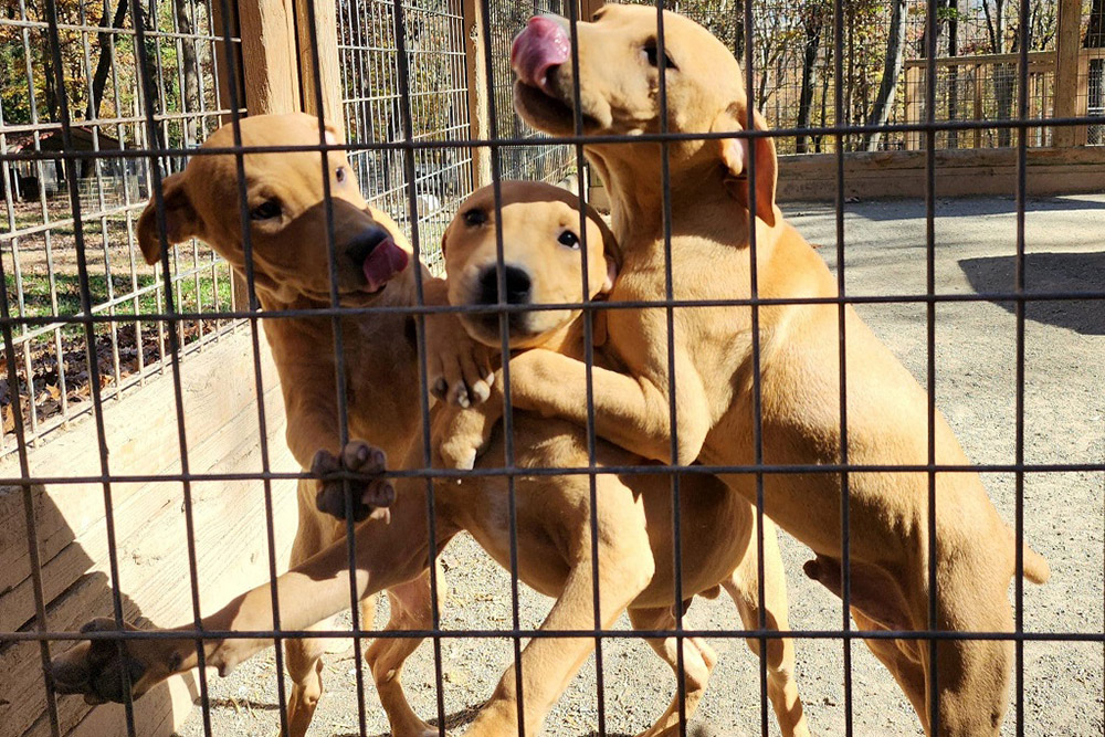 Garner's Tramp Redboy x Miss Ginger II Pups