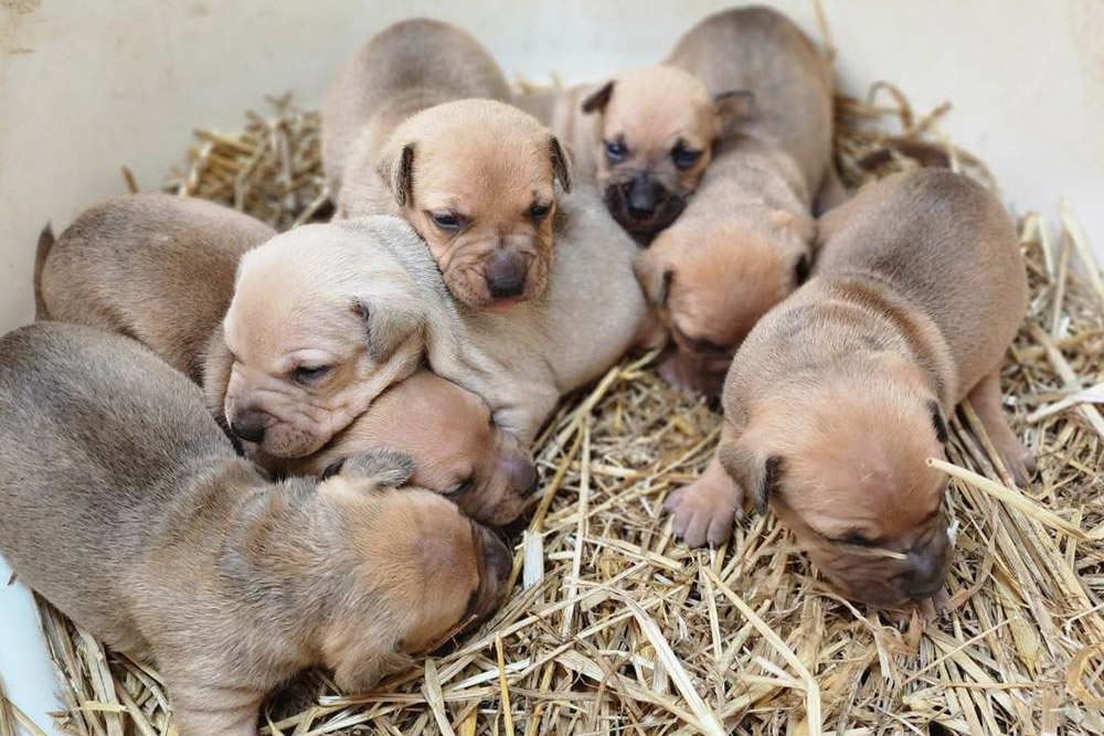 Tramp Redboy x Red Sonja Pups
