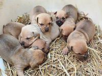 Tom Garner kennels - current pups