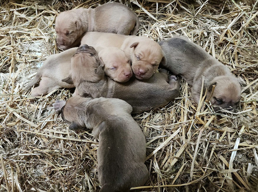 Tramp Redboy x Red Sonja Pups