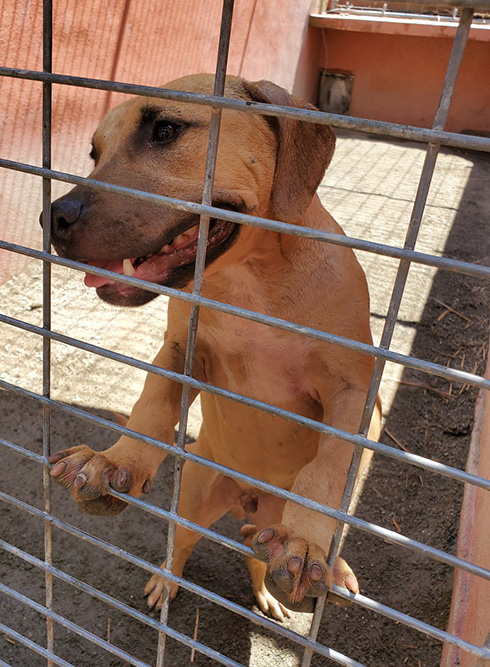 Santos x Go-Go Pups - Tom Garner Kennels