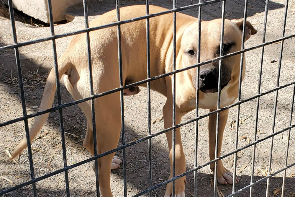 Santos x Savage II Pups