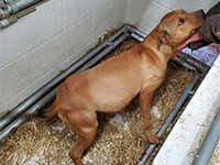 Tom Garner kennels - current pups