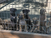 Willy Mack x Tanera Pups