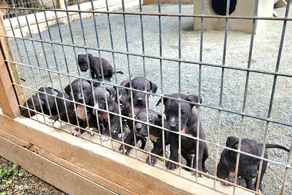 Zed Prime x Annie Oakley Pups