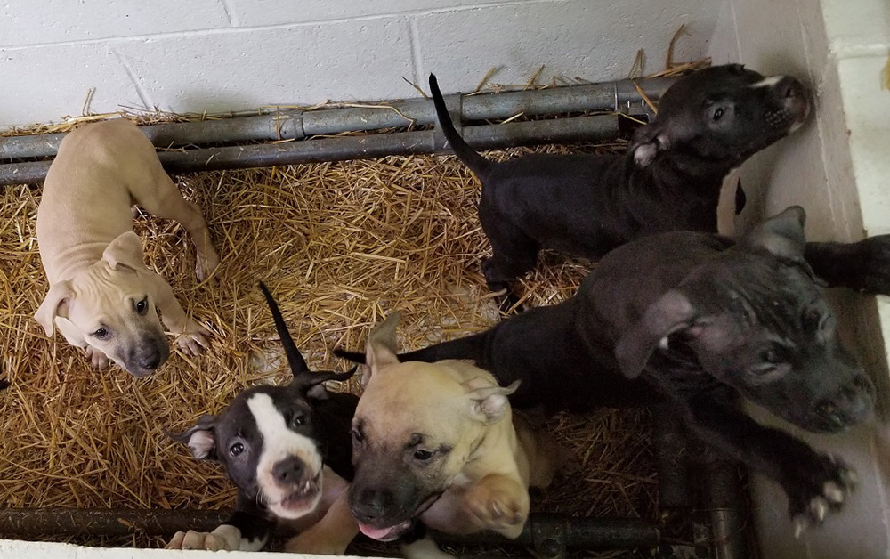 Adolf x Miss Simba II (02-18) - Tom Garner Kennels