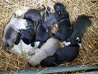 Adolf x Miss Simba II (12-17) - Tom Garner Kennels