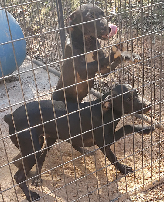 Akuma x Daenerys (10-19) - Tom Garner Kennels