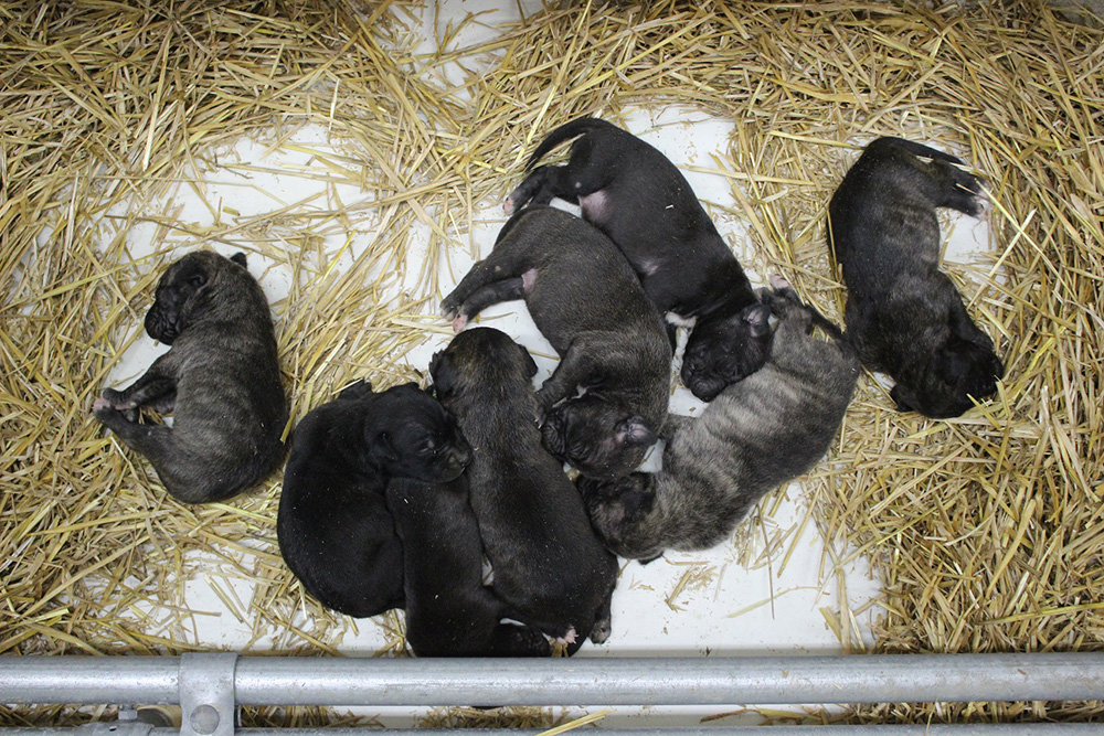 Bob Lowe x BadGirl (4-17) - Tom Garner Kennels