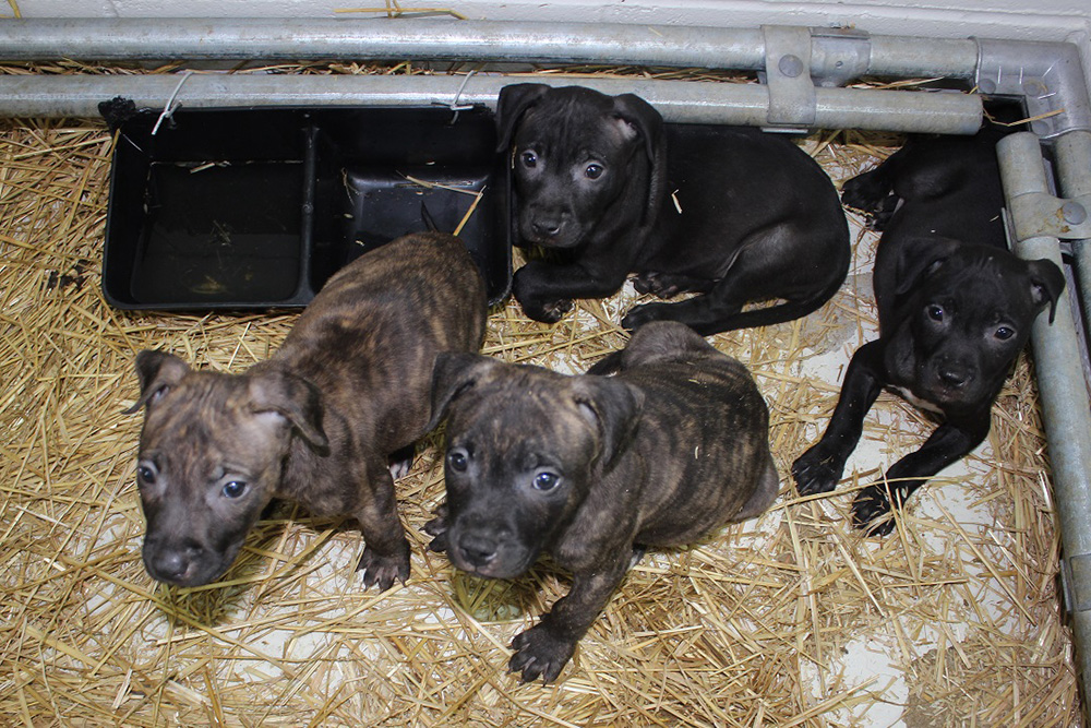 Bob Lowe x Hennessy (11-16) - Tom Garner Kennels