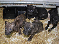 Tom Garner - Current Pups