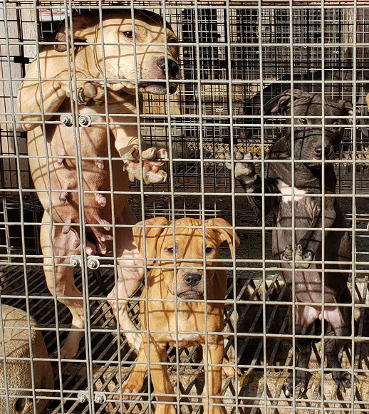 Bruce x Blondie (12-18) - Tom Garner Kennels