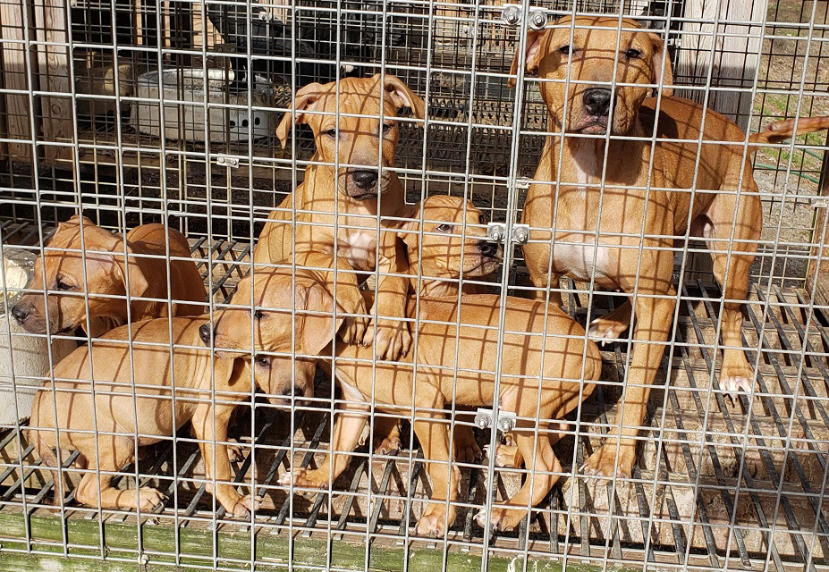 Ceasar x Amp (12-18) - Tom Garner Kennels