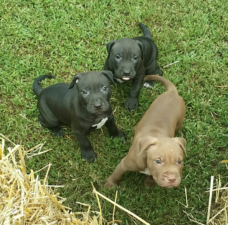 Ceasar x Magneto (07-14) - Tom Garner Kennels