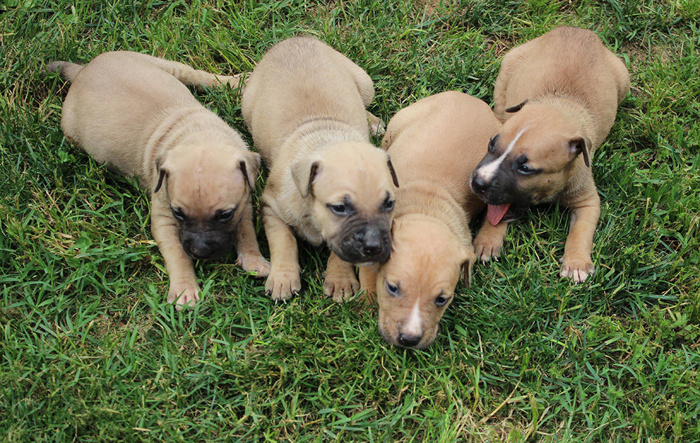 Ceasar x Miss Simba II (05-15) - Tom Garner Kennels