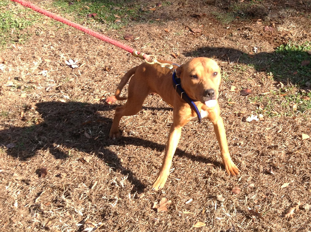 Caesar x Miss Simba II Pups - Tom Garner Kennels