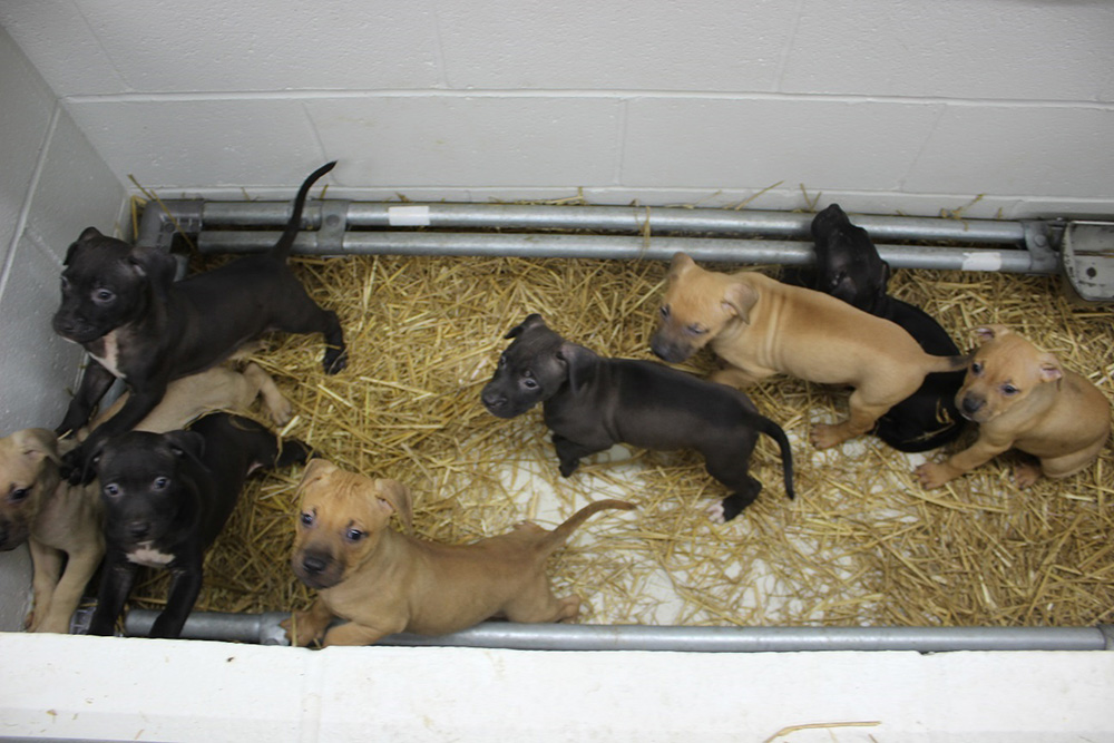 Ceasar x Nexus (11-16) - Tom Garner Kennels