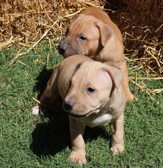 Ceasar x Solotto (09-15) - Tom Garner Kennels