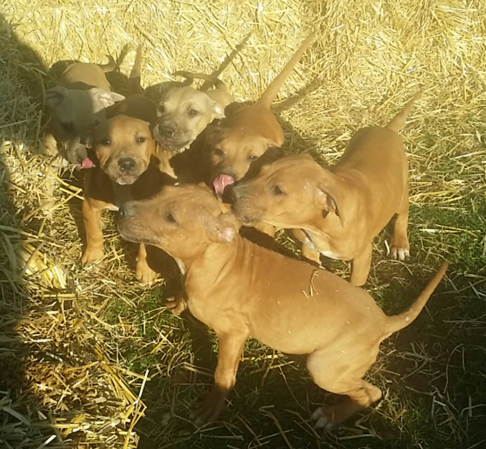 Ceasar x Solotto (11-14) - Tom Garner Kennels