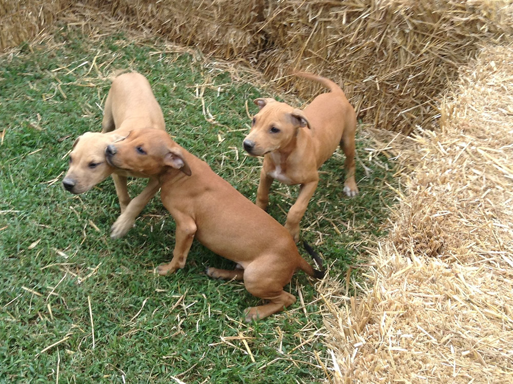 Caesar x Vengeance Pups - Tom Garner Kennels