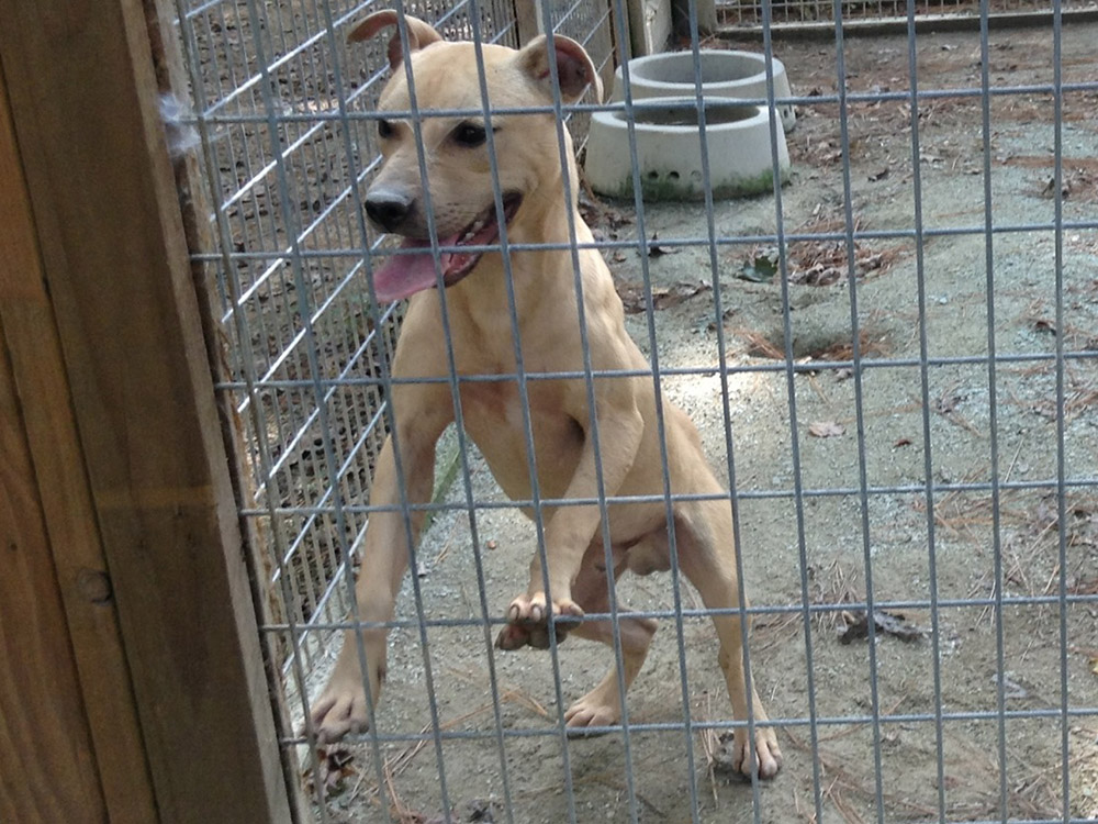 Charlie Buck - Tom Garner Kennels