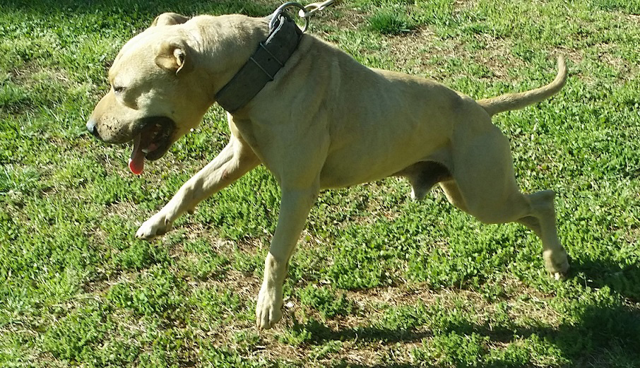 Conan II Hickson x Connie (04-14) - Tom Garner Kennels