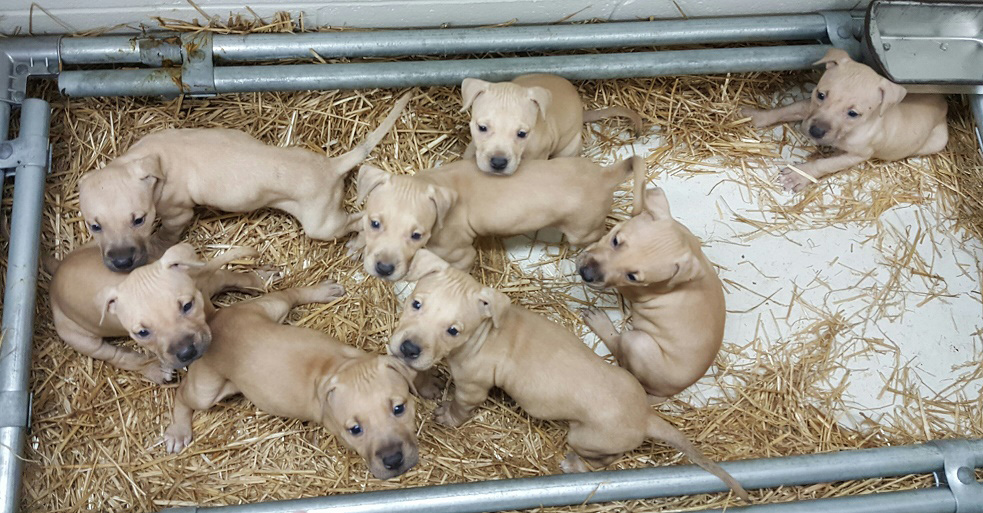 Conan x Miss Misty II (11-16) - Tom Garner Kennels