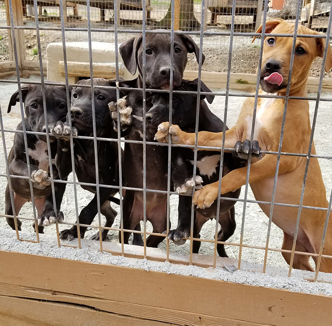 Dexter x Africa II (02-18) - Tom Garner Kennels