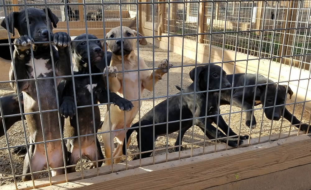 Dexter x Blacksnake (12-17) - Tom Garner Kennels