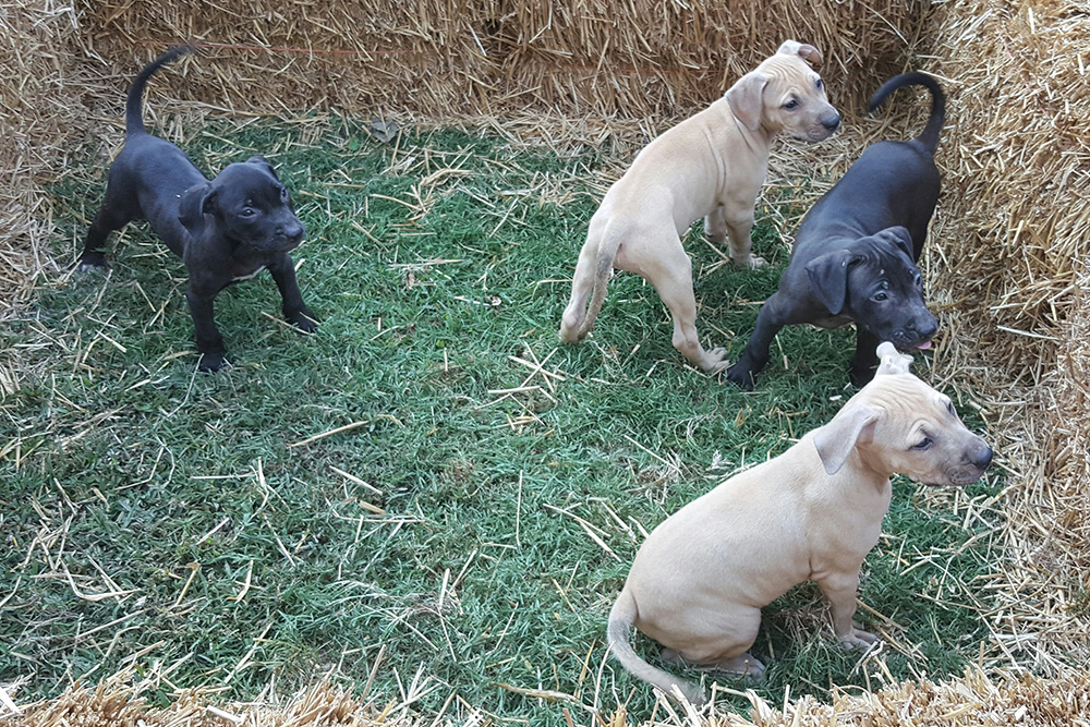 Dexter x Bloody Sunday (09-16) - Tom Garner Kennels