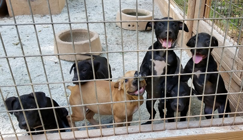 Dexter x Negra (09-17) - Tom Garner Kennels