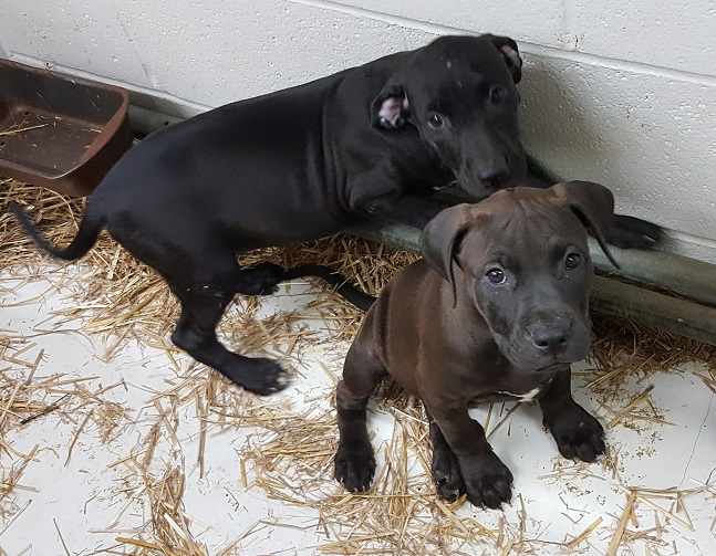 Dexter x Negra II (07-17) - Tom Garner Kennels